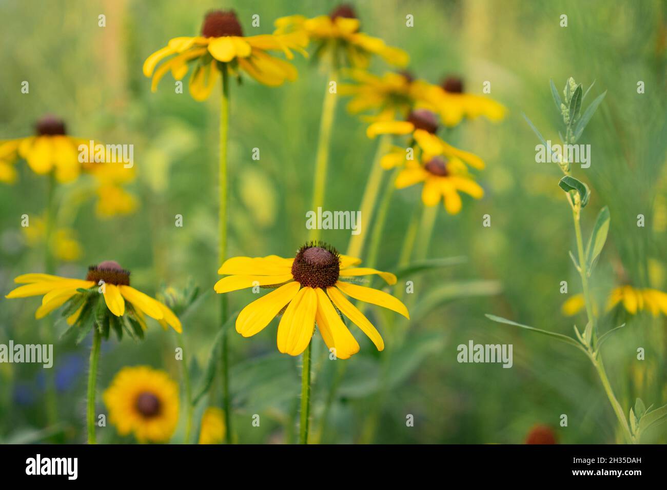 Black-eyed Susans flowers growing in a field. Rudbeckia hirta flower ...