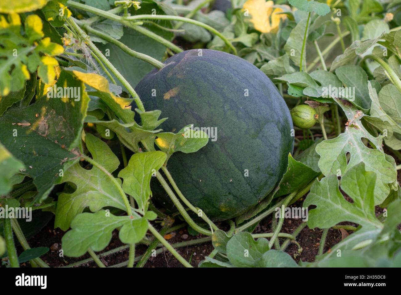 Baby watermelon hi-res stock photography and images - Alamy