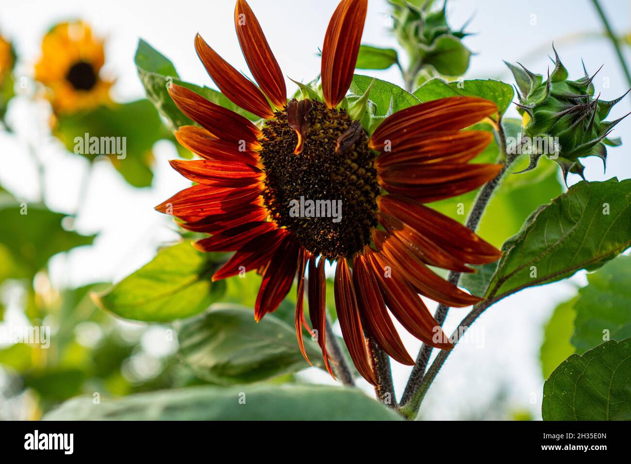 Red sunflower. Dark red sunflower in garden Stock Photo - Alamy