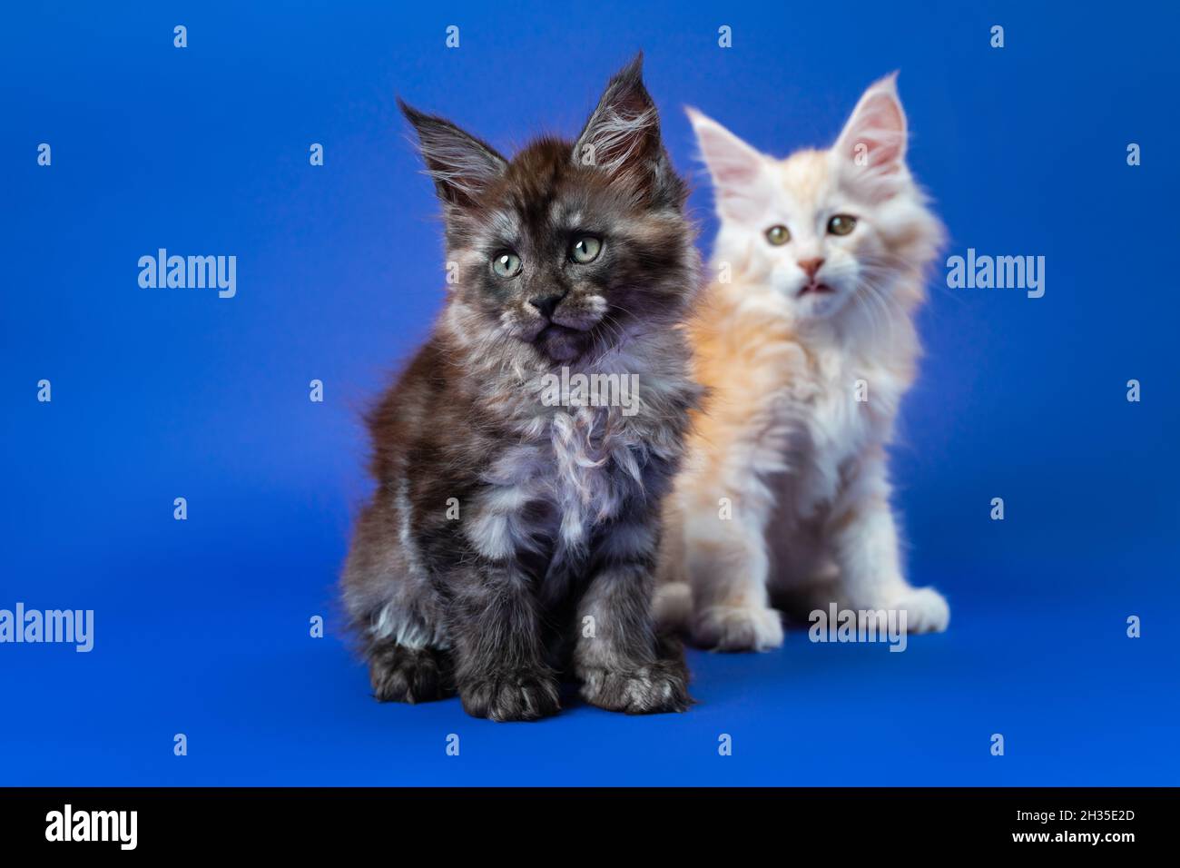 Twin kittens two months old of American Longhair Coon breed sitting on ...