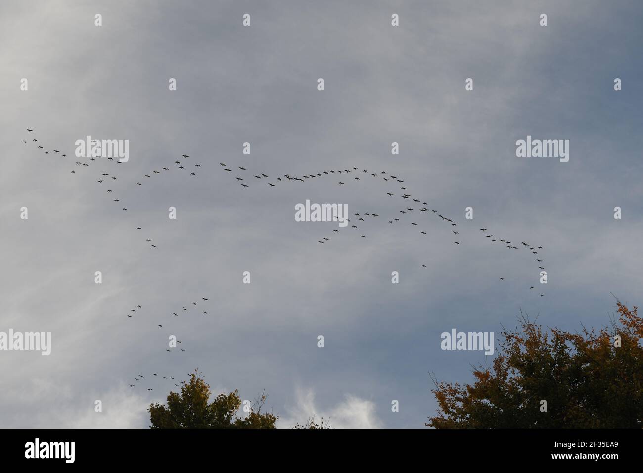 Canadain gooses hi-res stock photography and images - Alamy