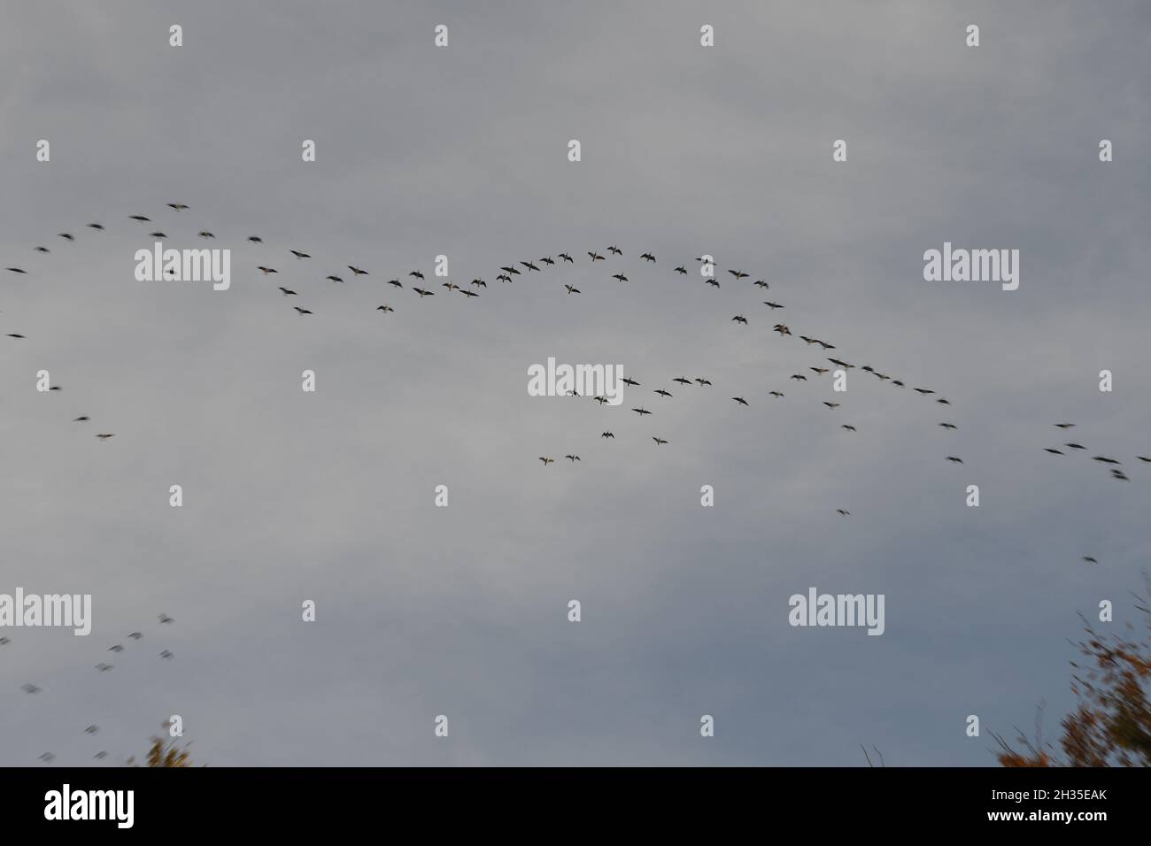 Canadain goose hi-res stock photography and images - Alamy