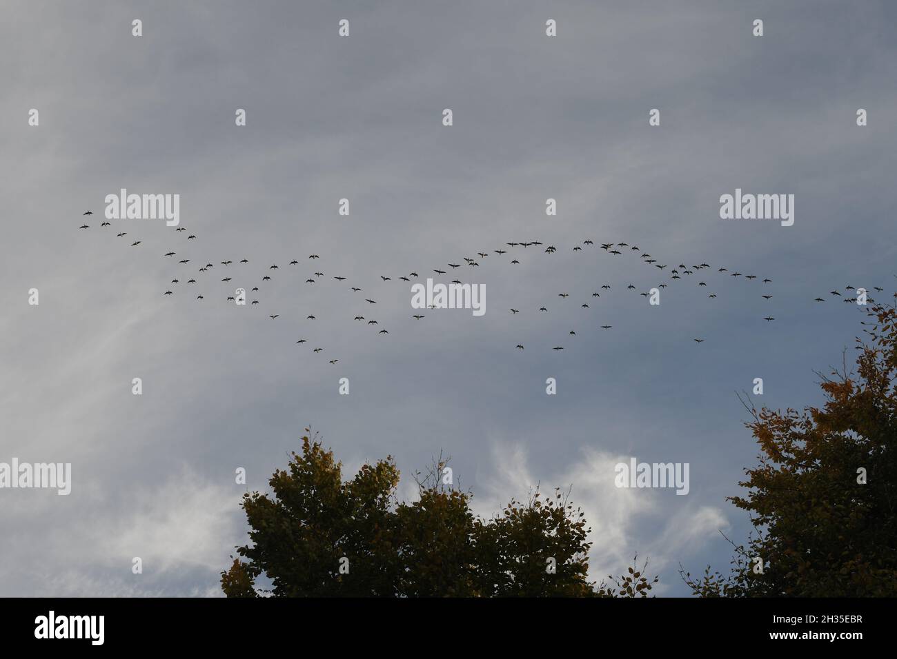 Canadain bird hi-res stock photography and images - Alamy