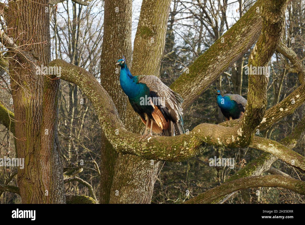 Two male peacocks hi-res stock photography and images - Alamy