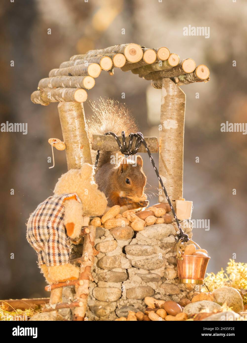red squirrel standing with a wishing well bear and nuts Stock Photo - Alamy
