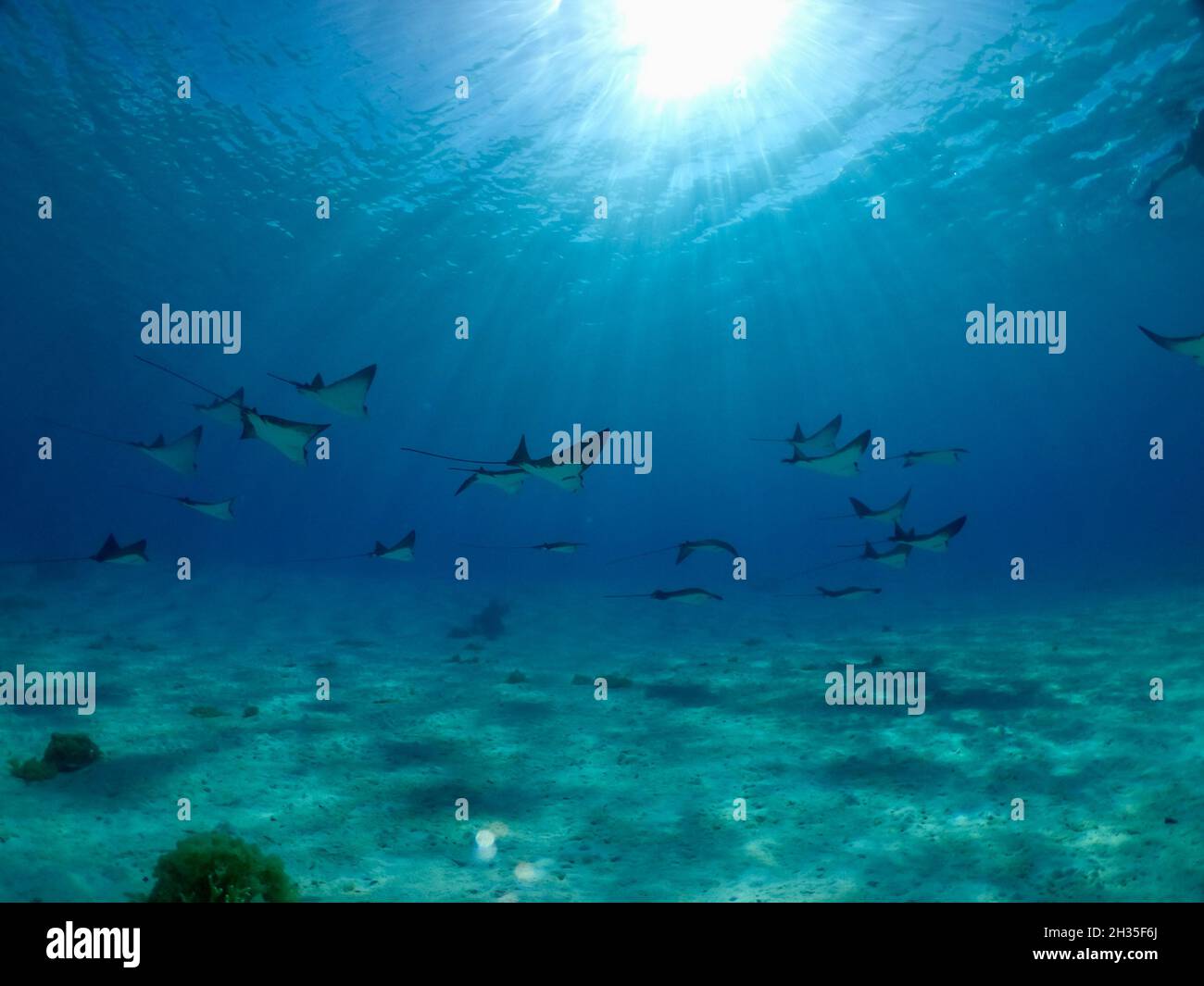 Low angle beautiful scene of Stingrays fish Swimming under blue water ...