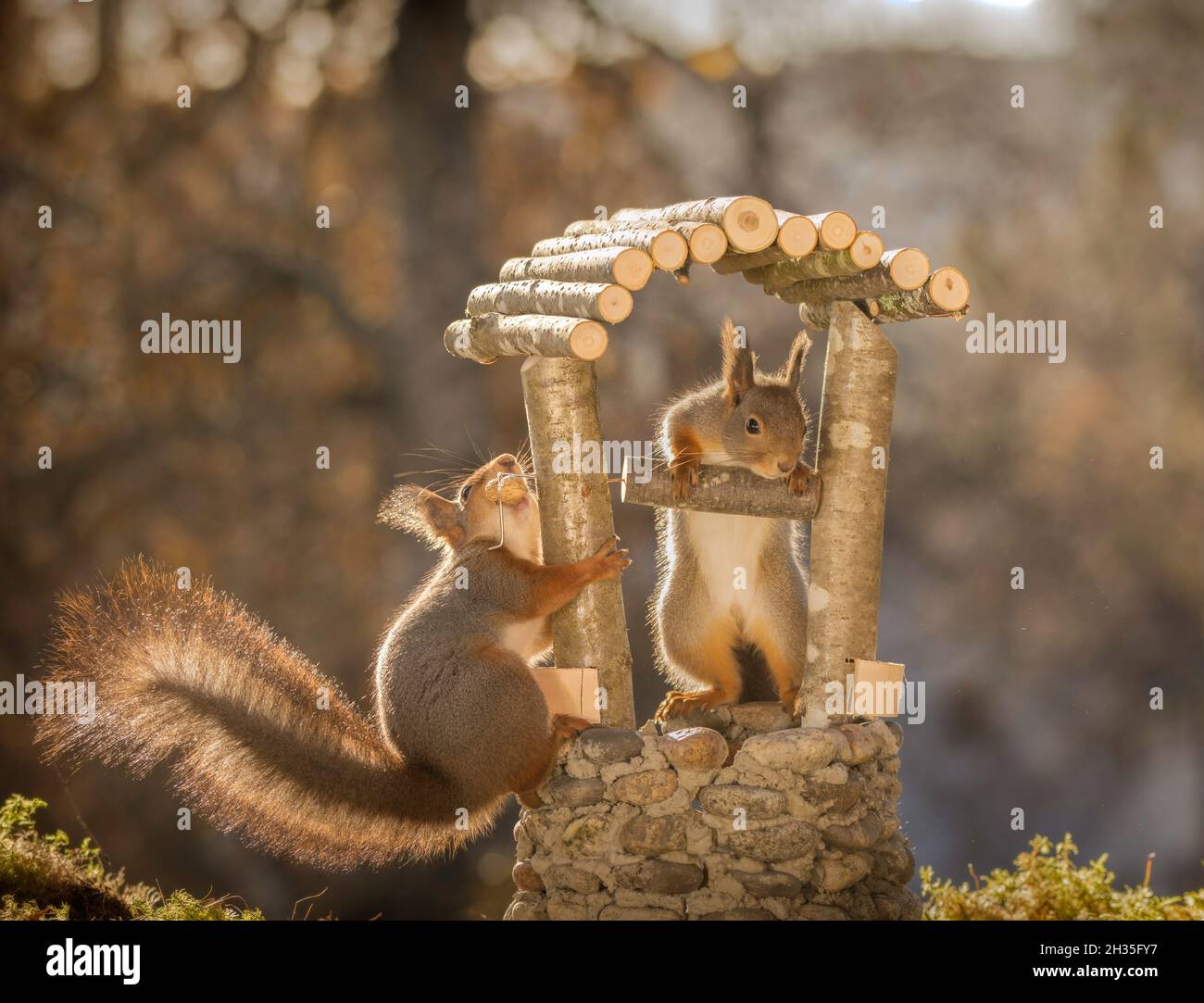 red squirrels standing with a wishing well Stock Photo - Alamy