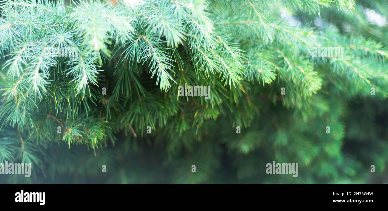 Natural green backgrounds. Spruce. Christmas tree. Evergreen. Wallpaper ...