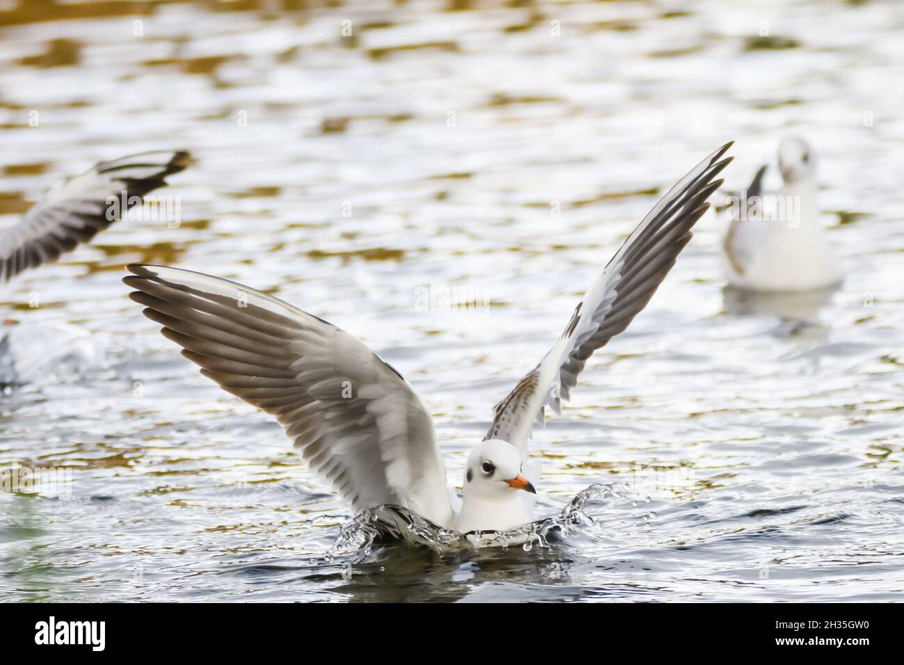 Birds fighting for food in water Stock Photo - Alamy