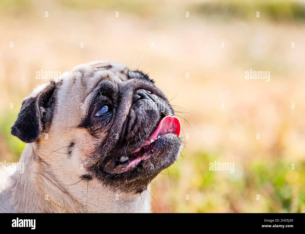 Portrait of beautiful pug puppy dog half- face with tonghe sticked out ...