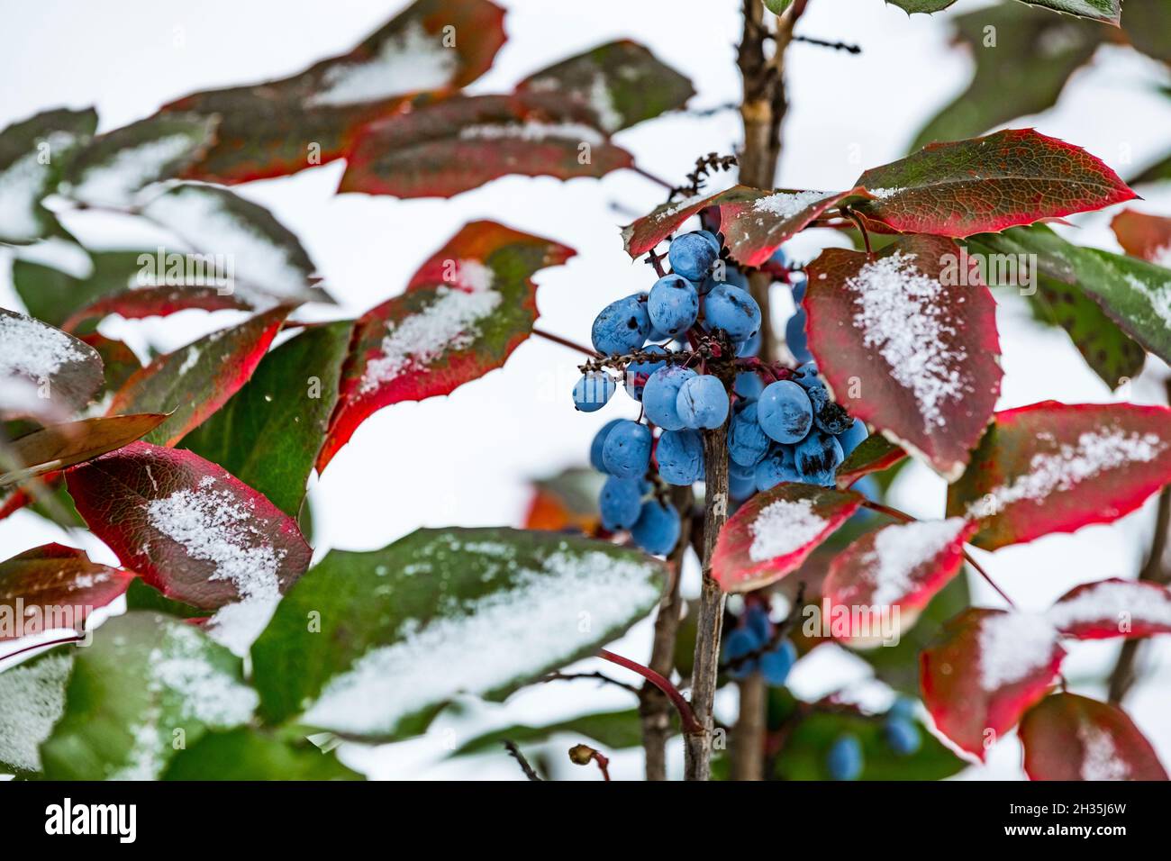Evergreen shrub Mahonia aquifolium (Oregon-grape or Oregon grape), blue ...