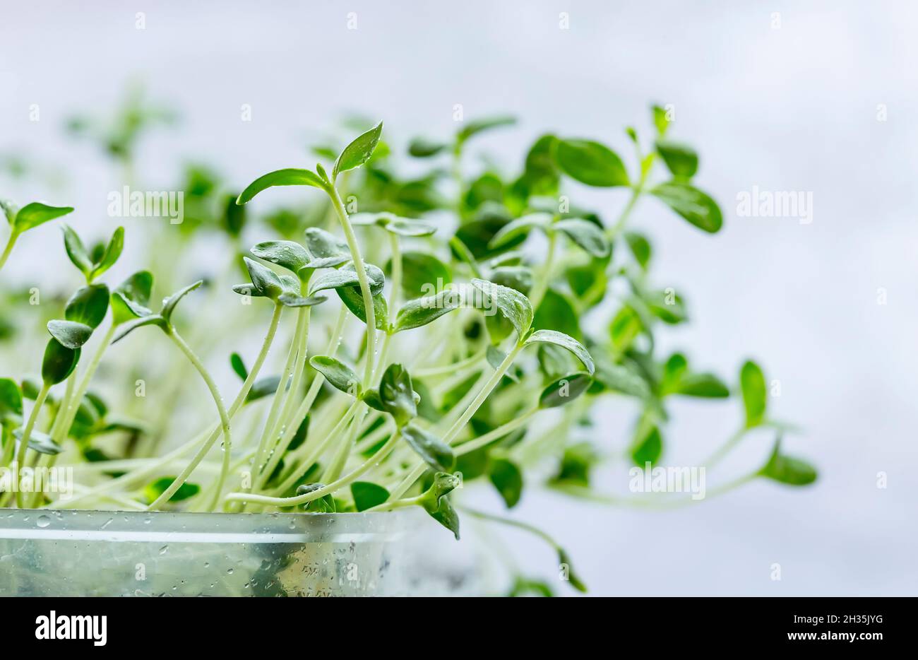 Close-up of radish or mustard or linen microgreens. Growing microgreen ...