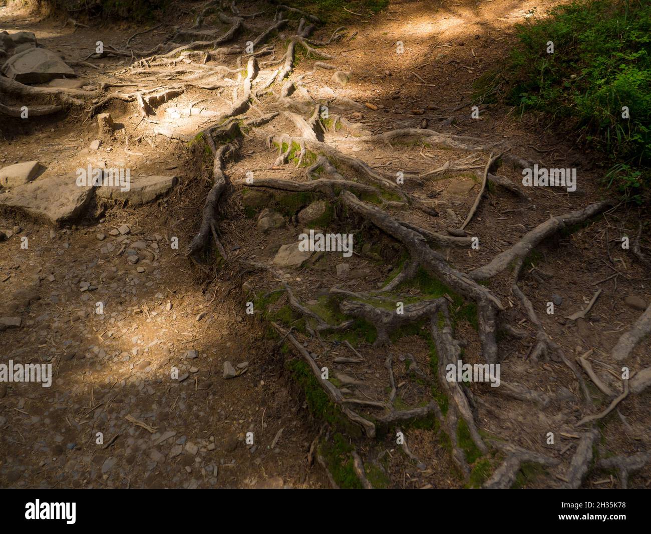 Scenic Trail full of roots in the middle of wooden coniferous forrest ...