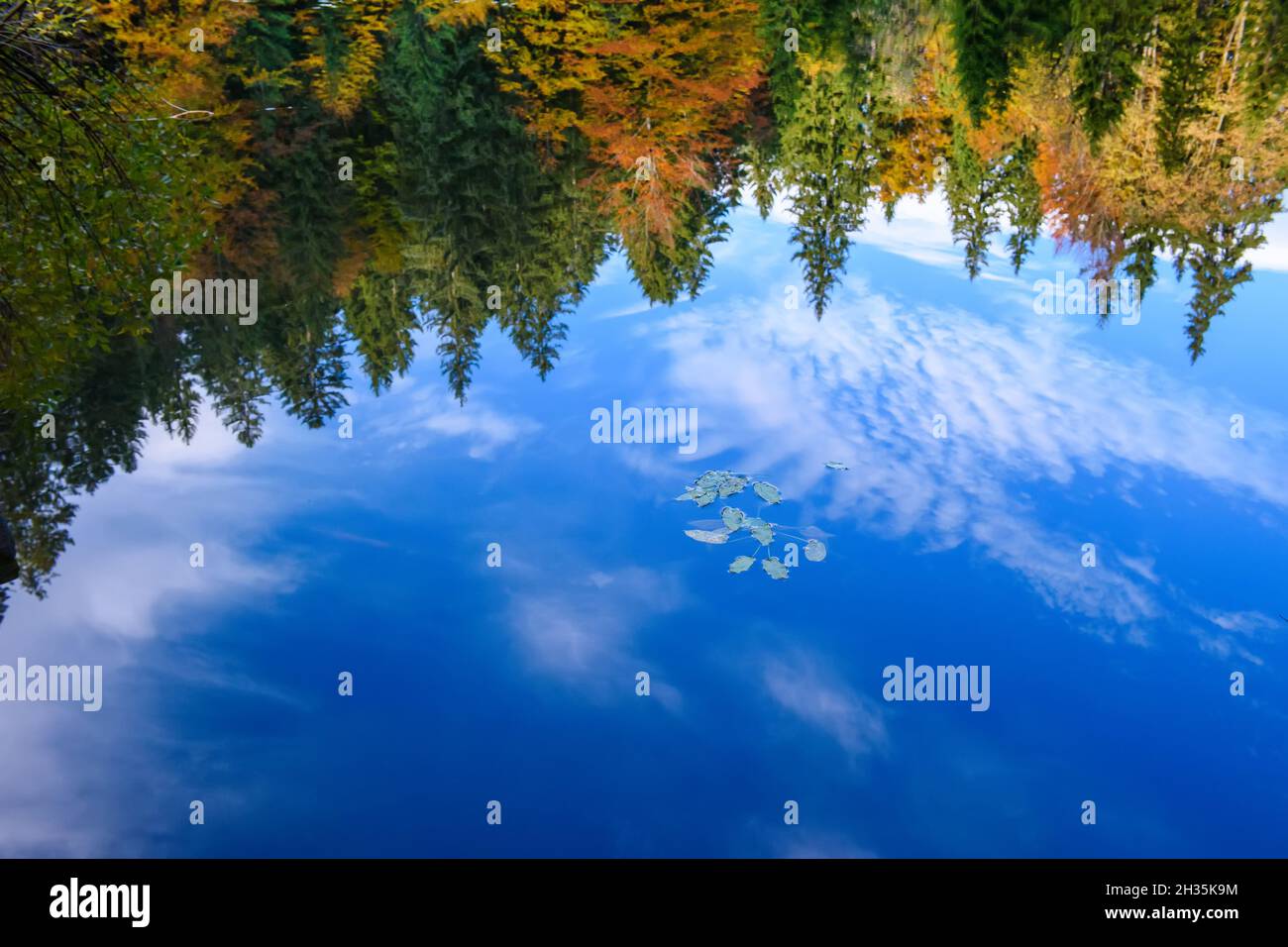 Inverted color tree hi-res stock photography and images - Alamy