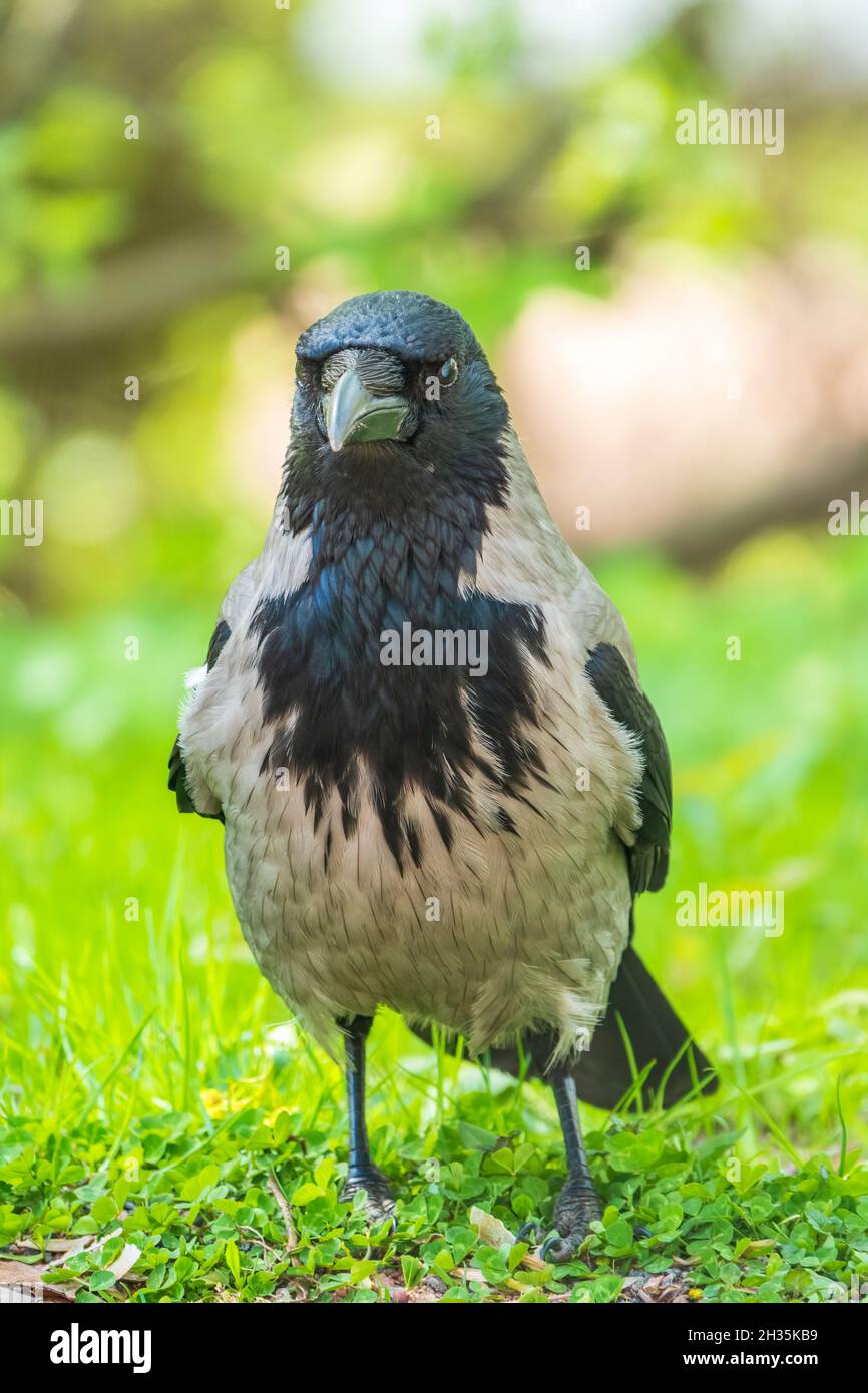 Black crow walks on green lawn. Raven on grass. Wild bird on meadow ...