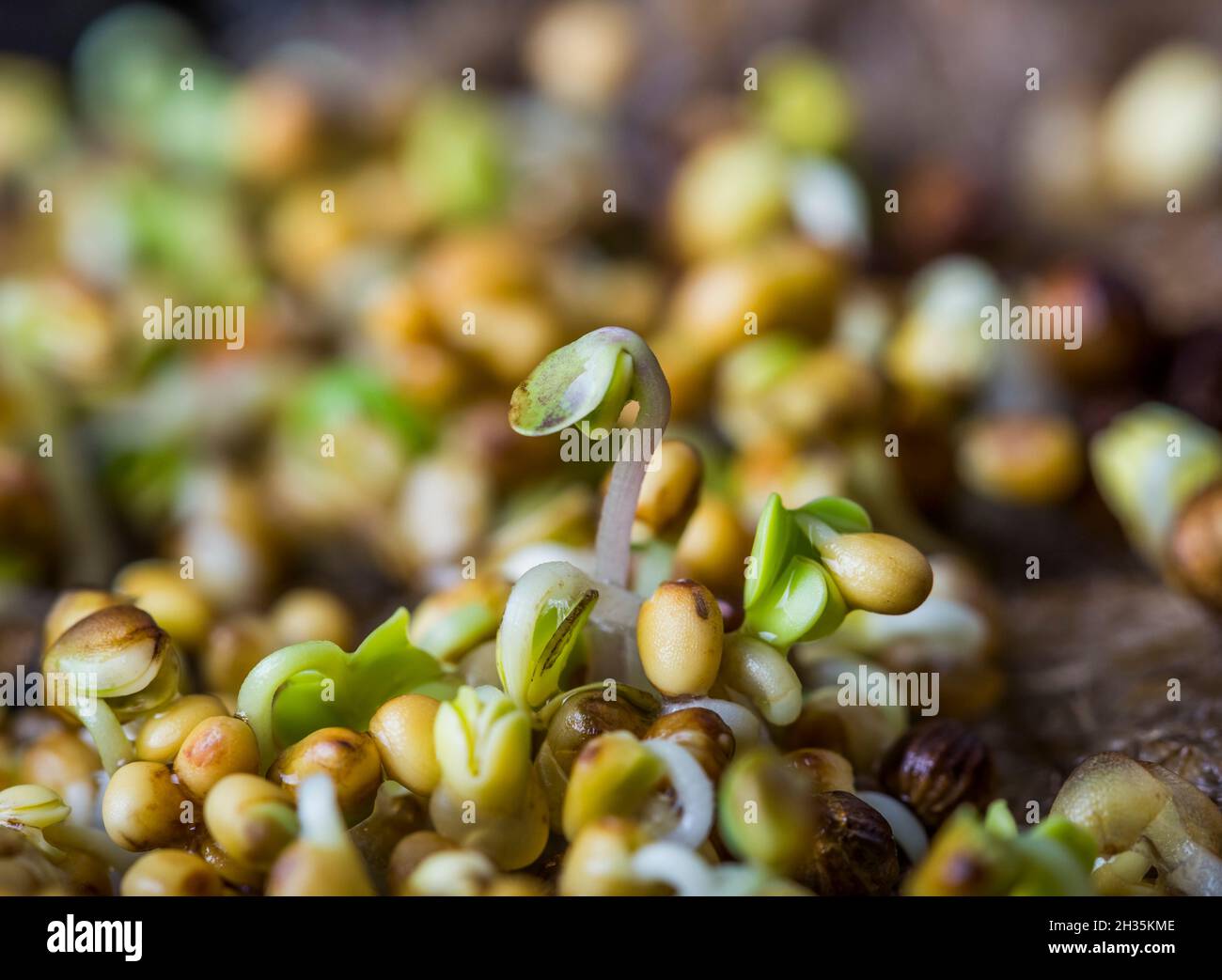 Microgreens sprout hi-res stock photography and images - Alamy