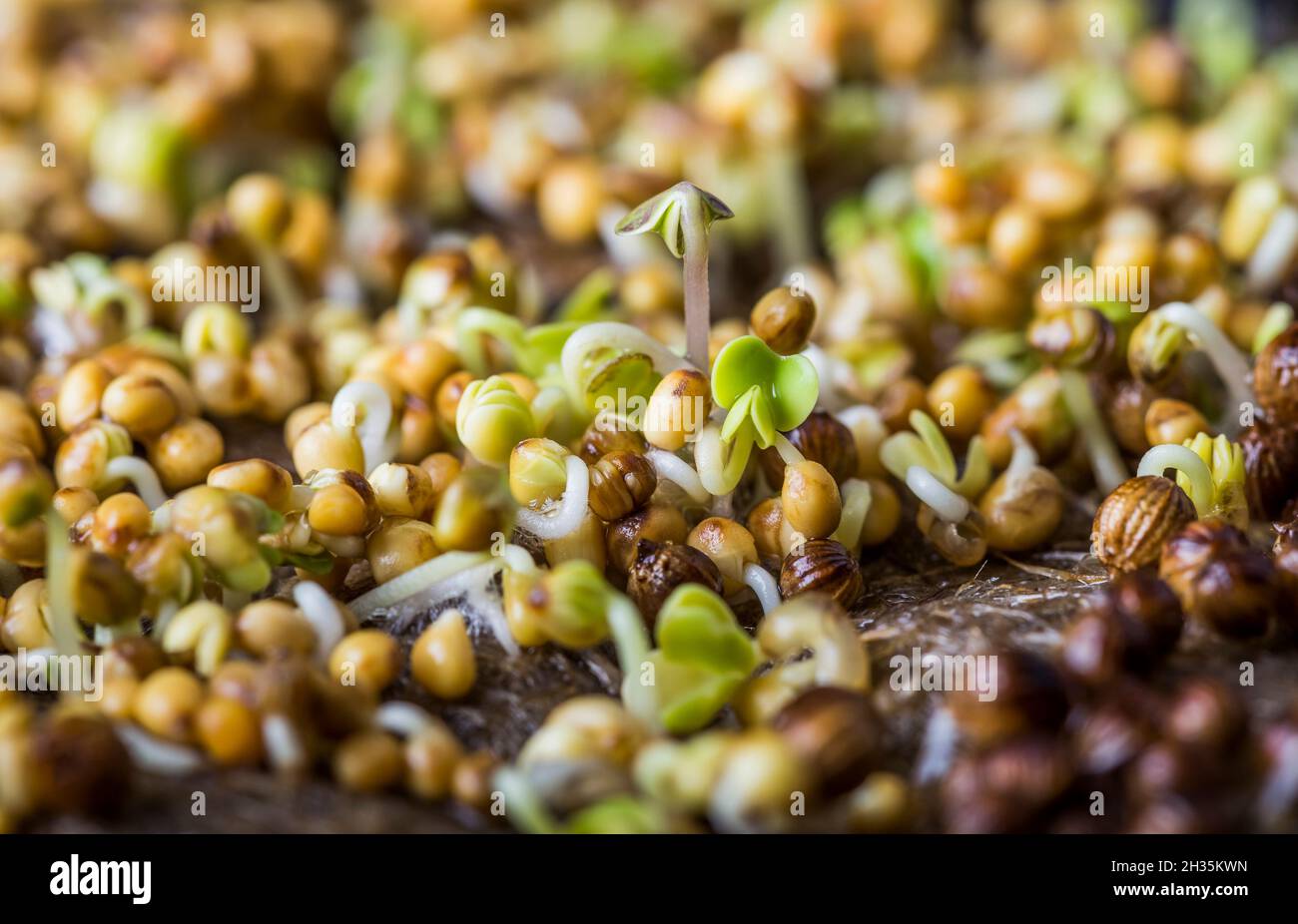 Extreme macro close-up of Coriander microgreens sprout. New life ...