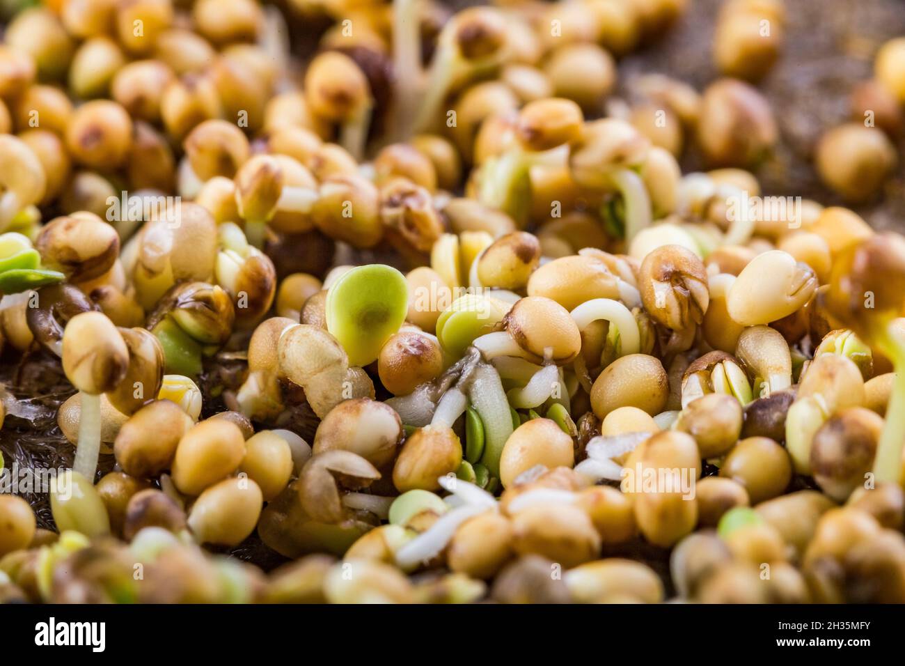 Extreme macro close-up of Coriander microgreens. Growing microgreen ...