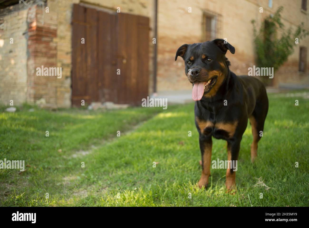 Rottweiler profile hi-res stock photography and images - Alamy