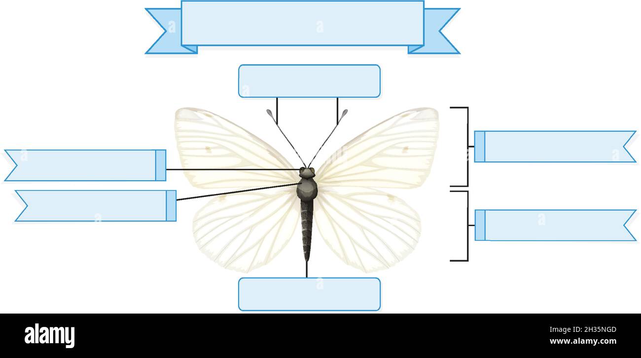 Butterfly Anatomy Worksheet 3+ Thousand Butterfly Anatomy Royalty Free
