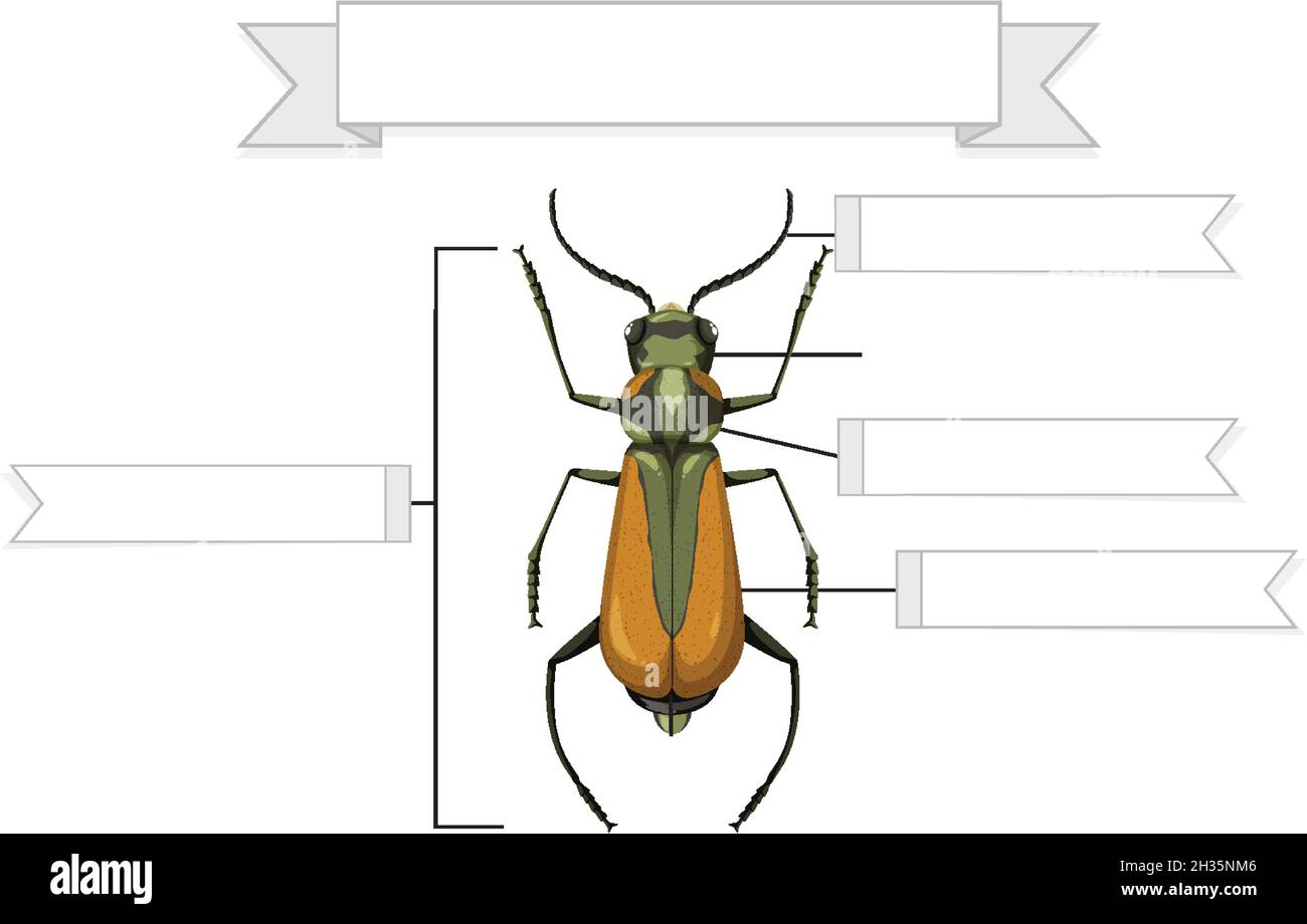 External Anatomy of a brachinus worksheet illustration Stock Vector ...