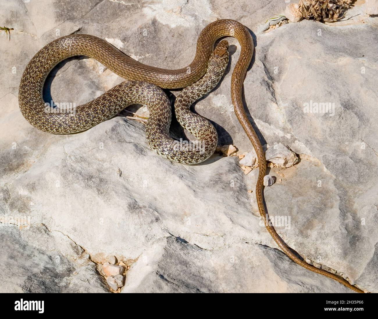 Balkan whip snake hierophis gemonensis hi-res stock photography and ...