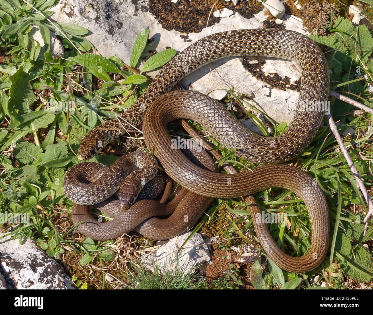 Balkan whip snake hierophis gemonensis hi-res stock photography and ...