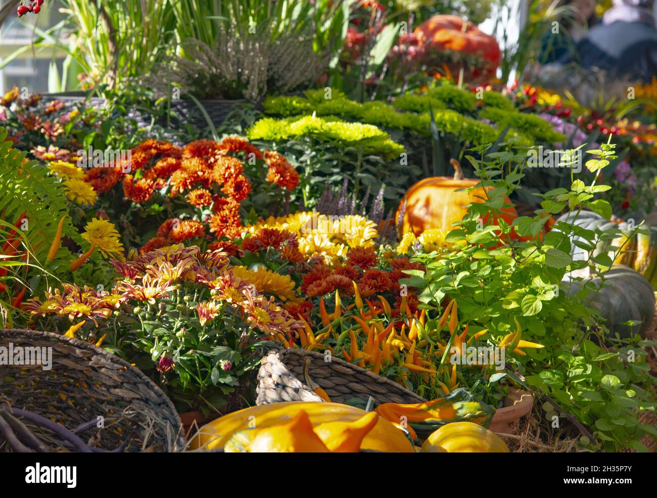 Autumn composition, illuminated by sunlight. A variety of autumn ...