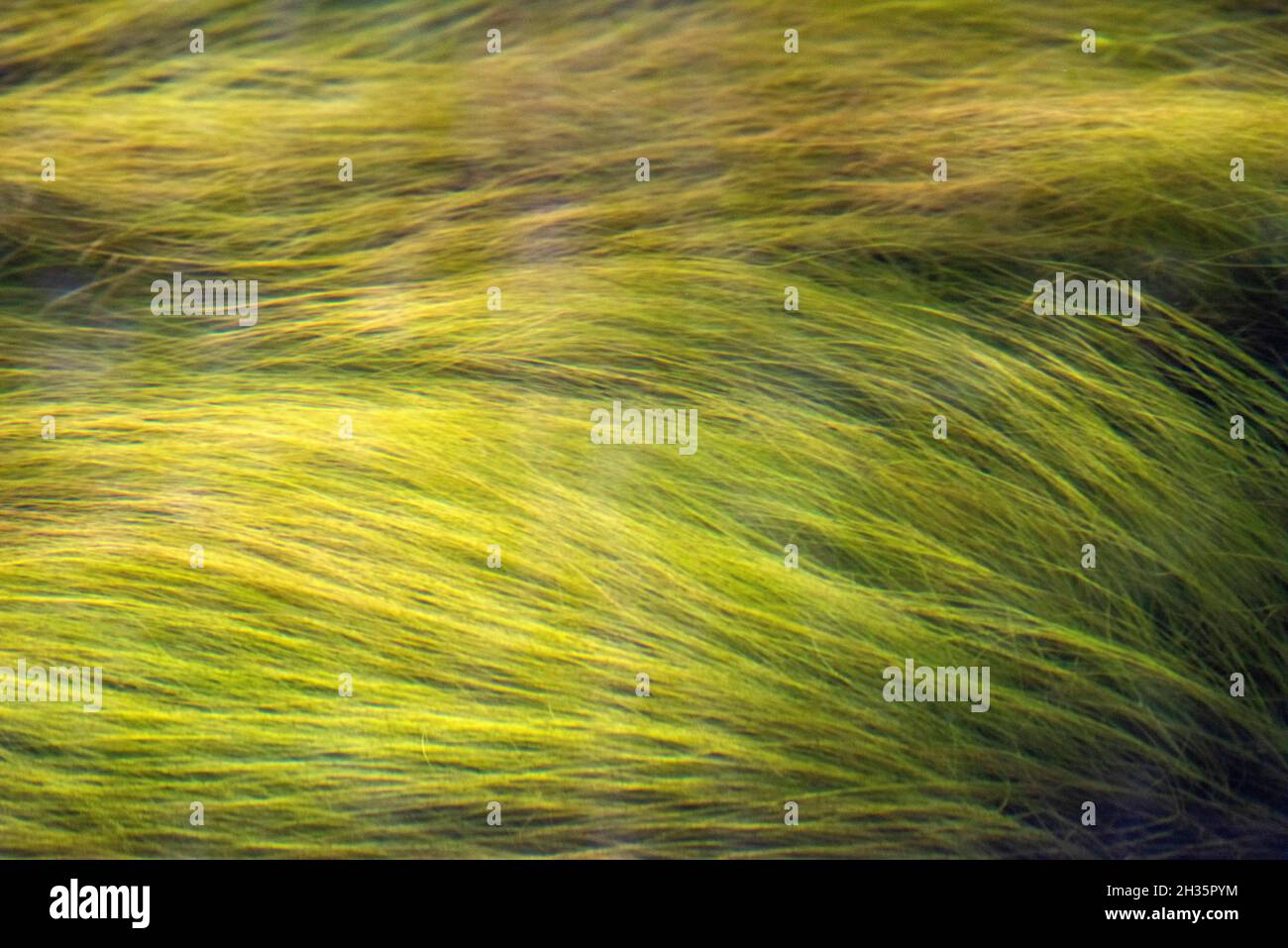 Beneath the surface of the water hi-res stock photography and images ...