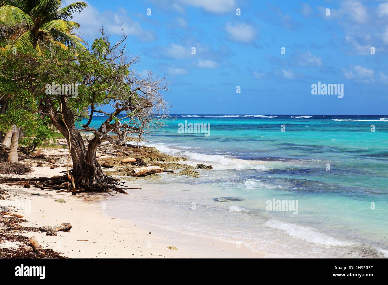 Amazing wild bean in the Caribbean island Guadeloupe Stock Photo - Alamy