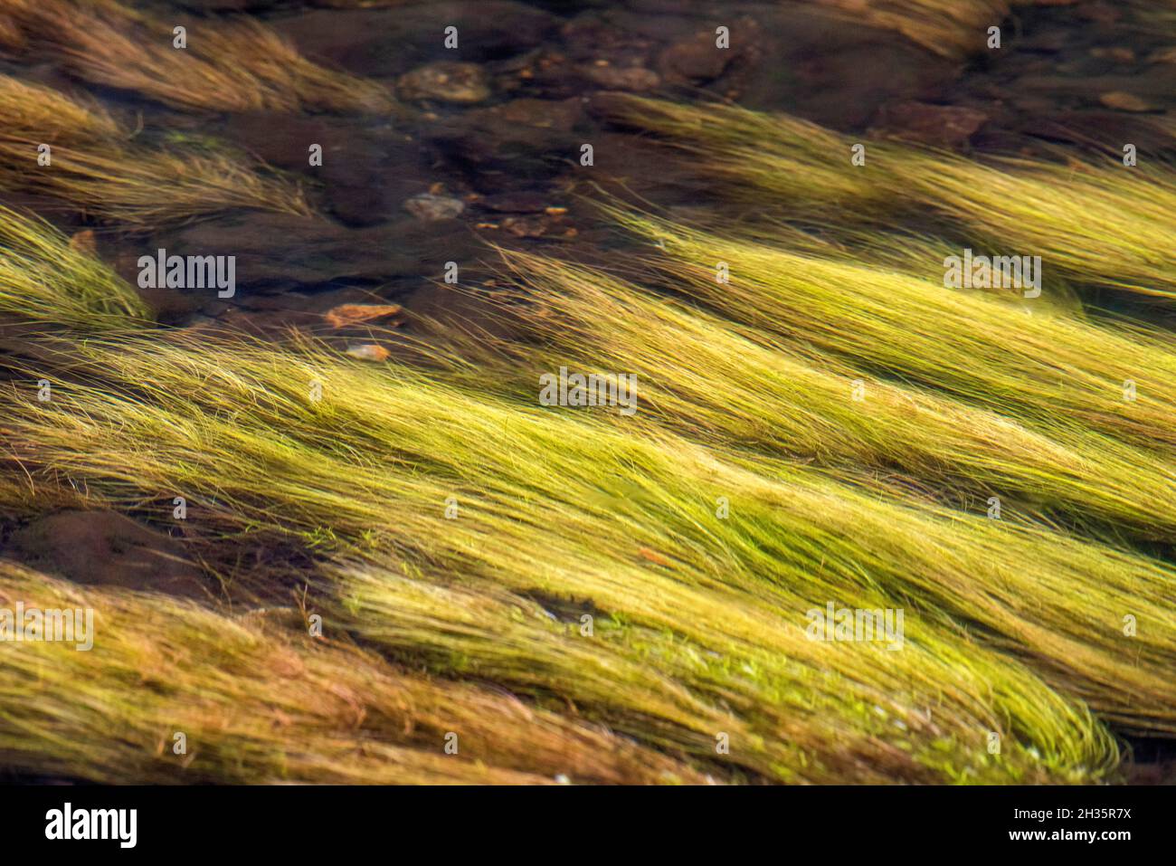 Grass beneath the surface of the water at Llyn Dinas, Gwynedd Snowdonia ...