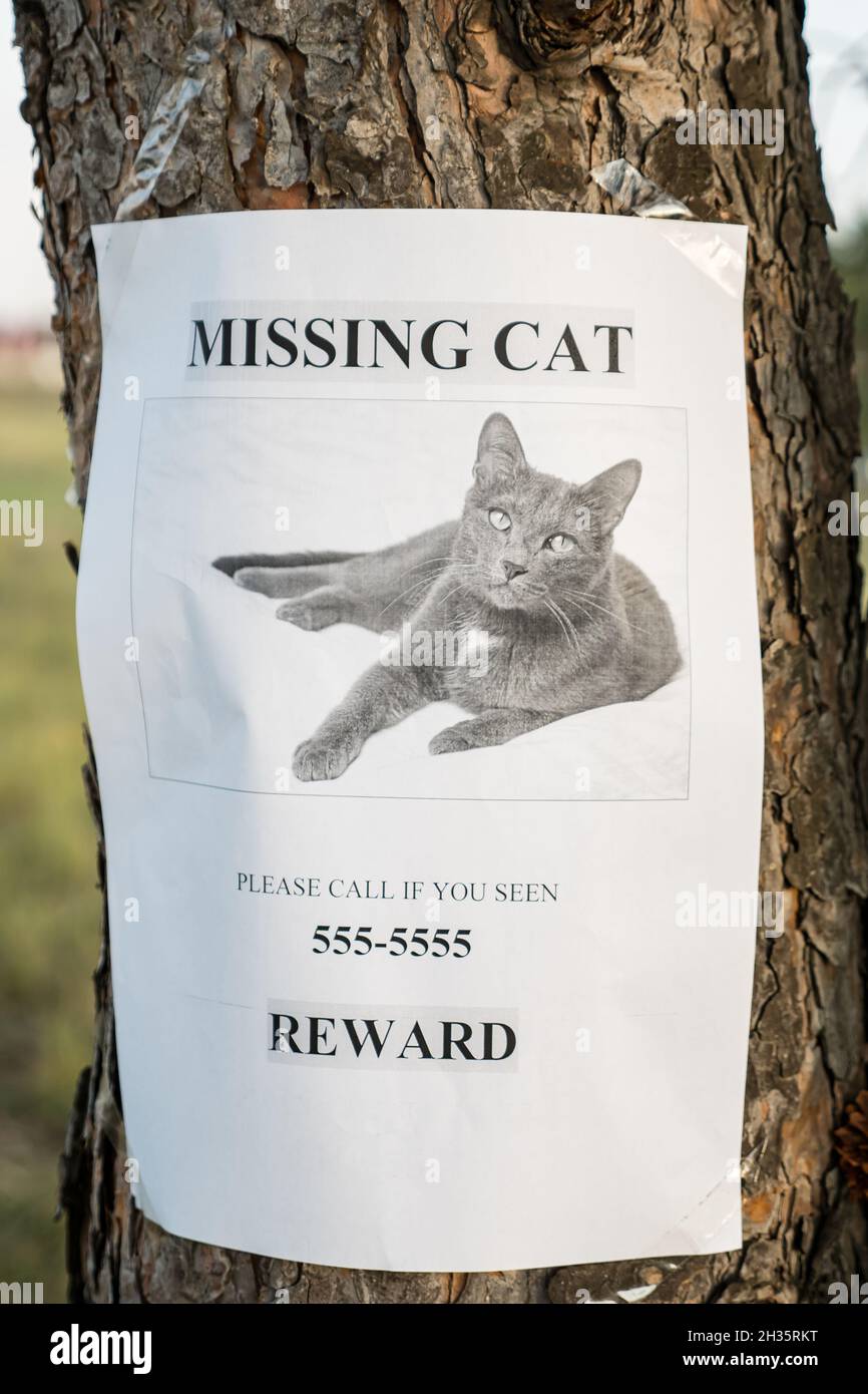 Missing cat flyer hi-res stock photography and images - Alamy