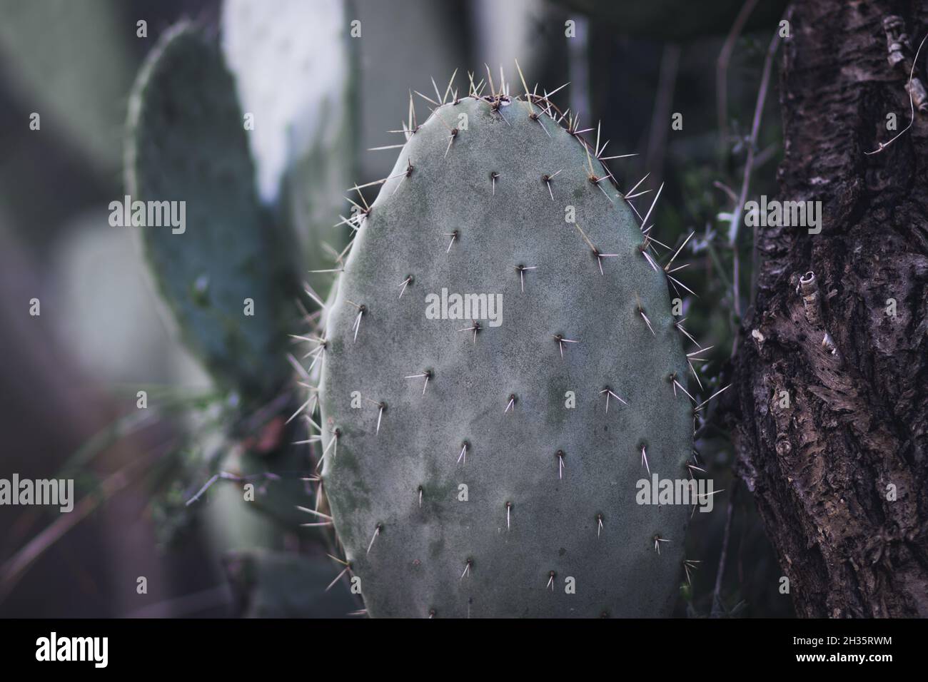 Opuntia ficus-indica (prickly pear), in the winter sunlight, Sataf ...