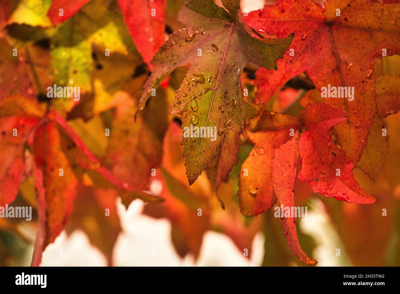 colorful autumn foliage with dewdrops. close up, shown individually ...