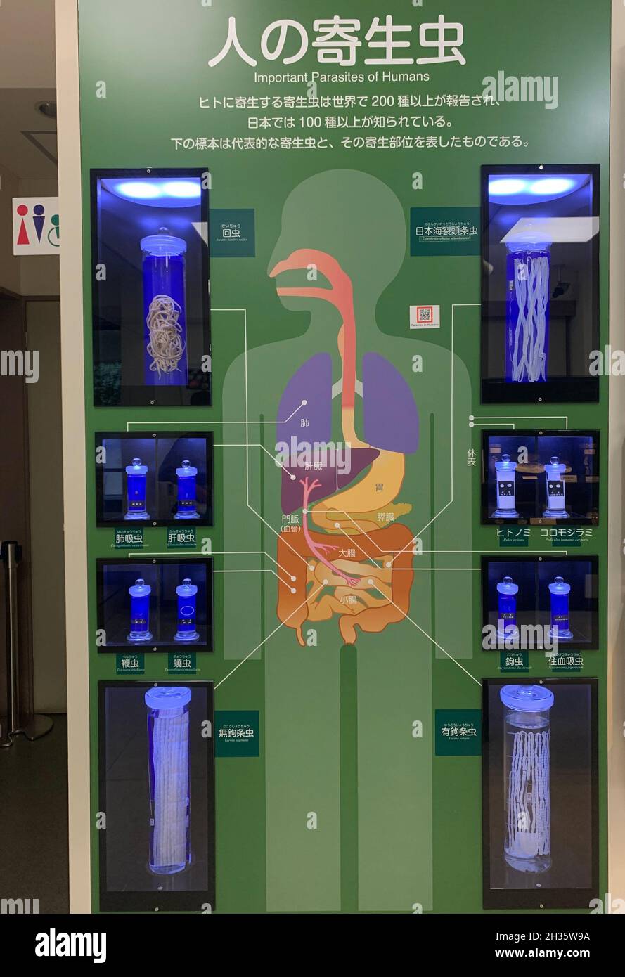 Parasitological museum hi-res stock photography and images - Alamy