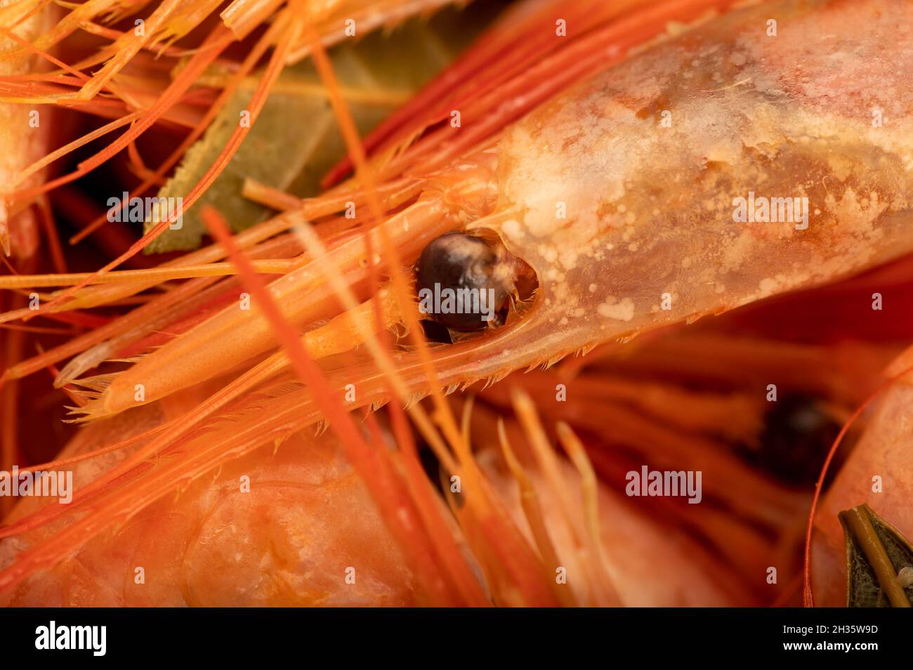 Atlantic shrimp cooked with allspice and bay leaf close-up, surface ...