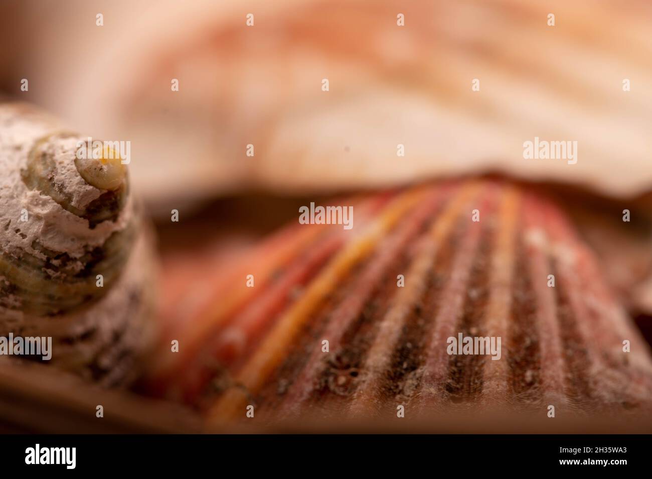 Seashell surface texture, background image, close-up, selective focus ...