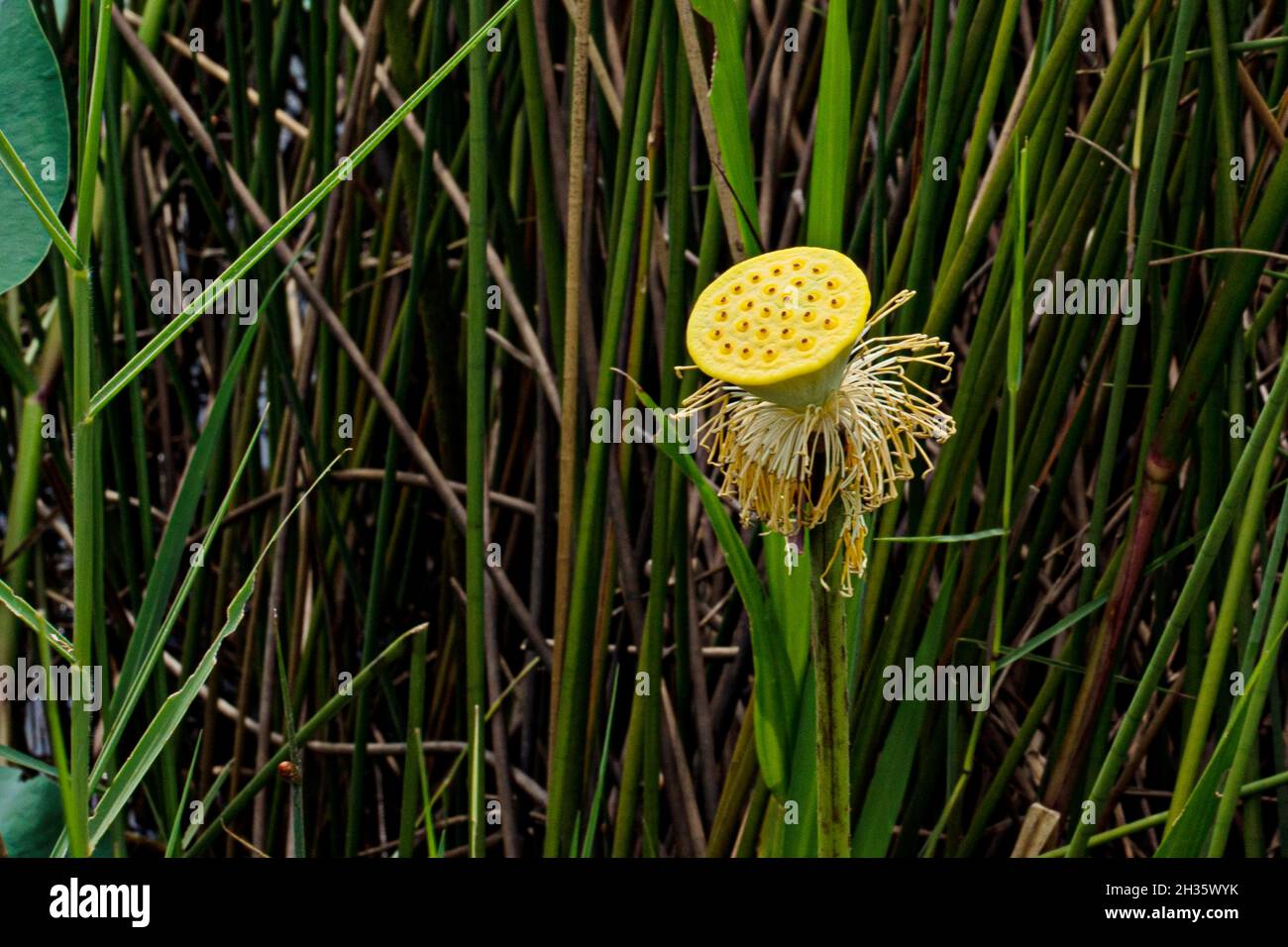A single mature carpellary receptacle of the sacred lotus on a pond ...