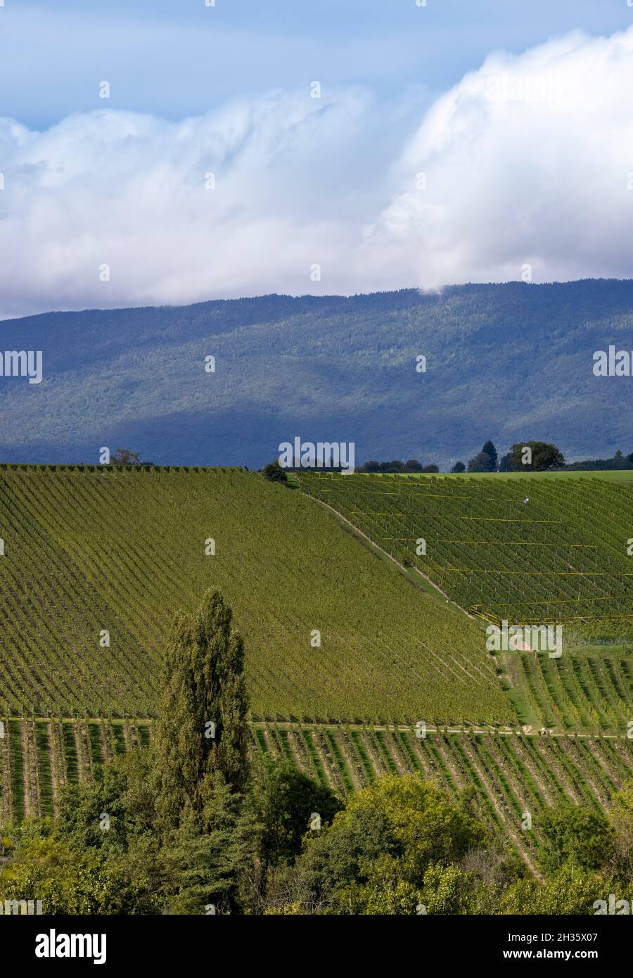 Geneva and countryside hi-res stock photography and images - Alamy