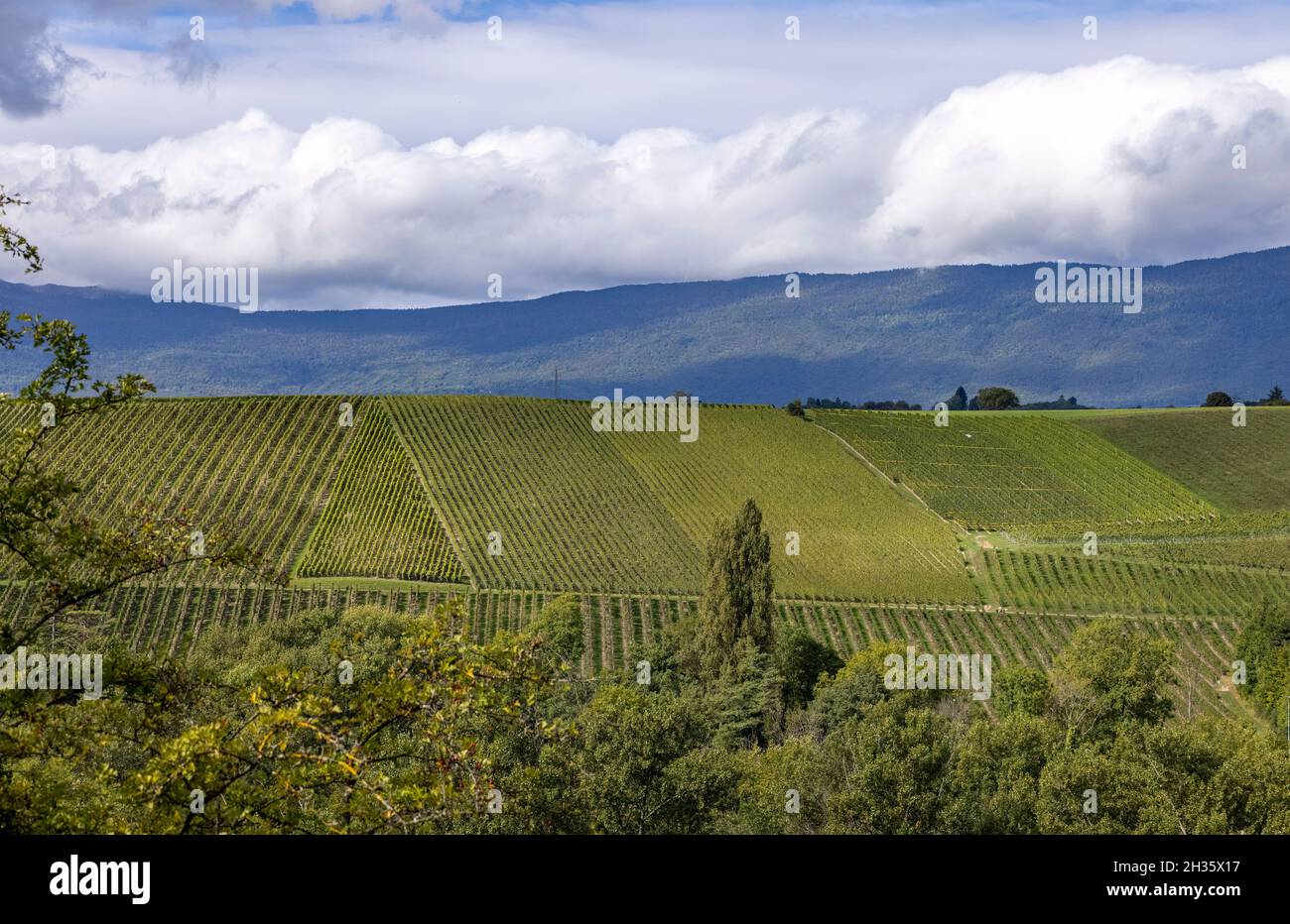 vineyards at Dardagny near Russin, Geneva Canton, Switzerland Stock ...