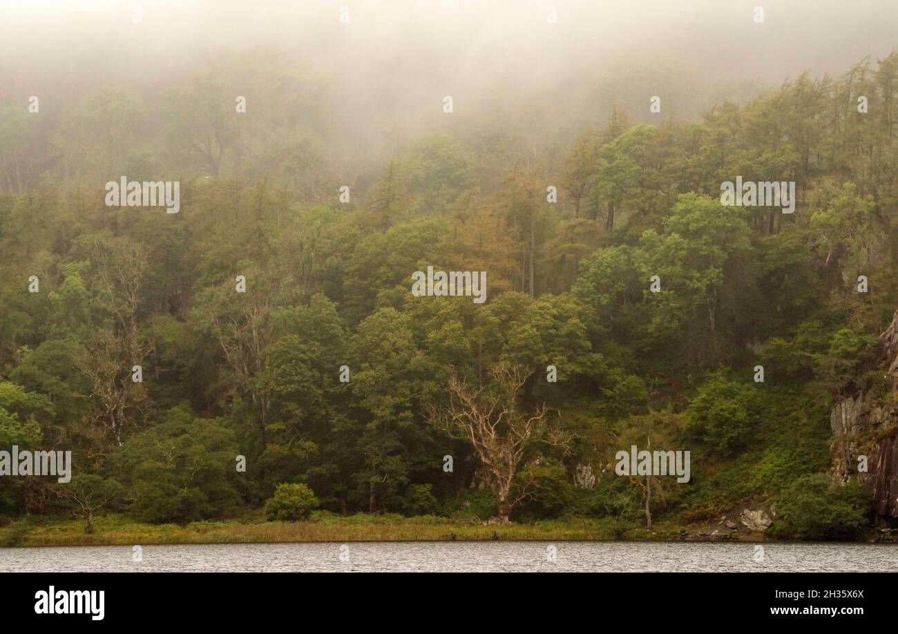 Low lying mist surrounding Llyn Gwynant in the Gwynant Valley ...