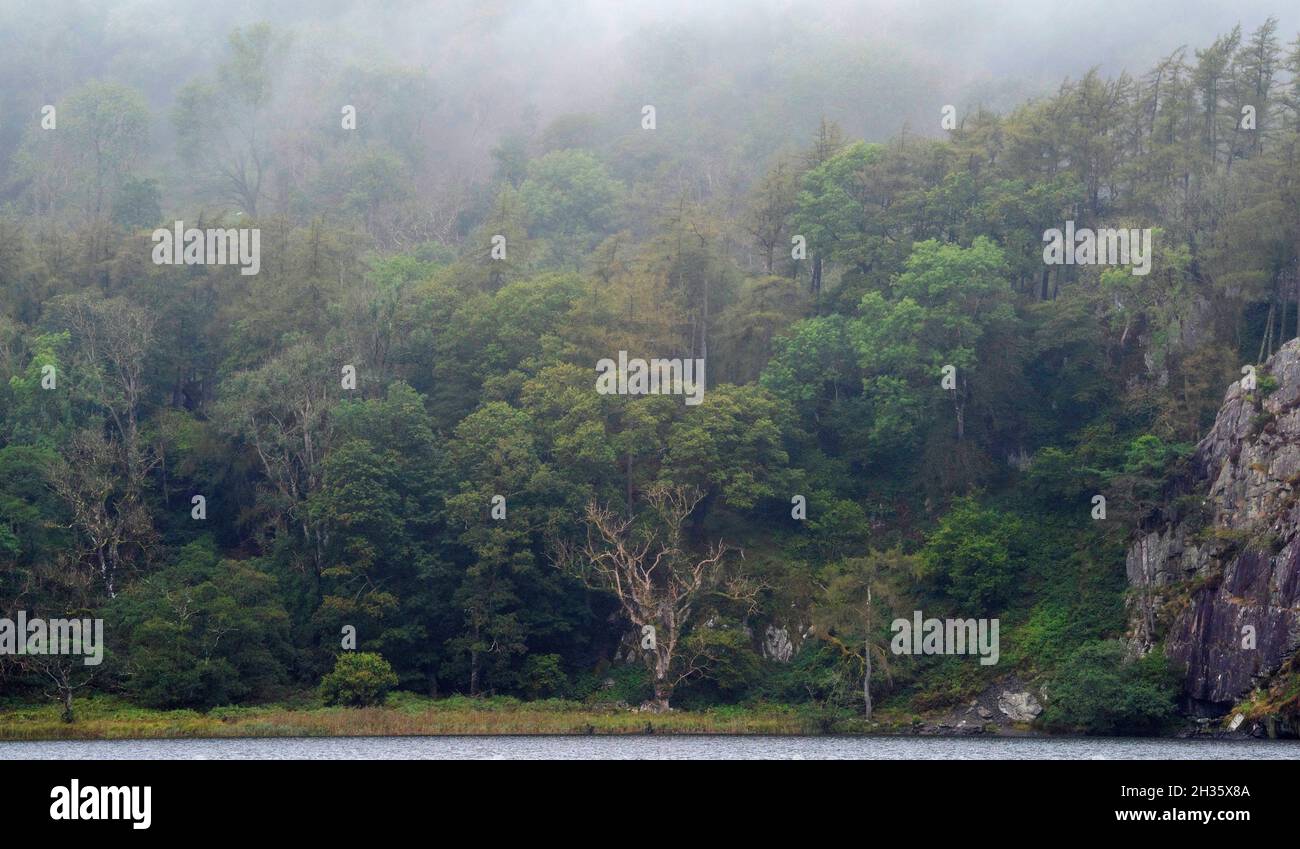 Low lying mist surrounding Llyn Gwynant in the Gwynant Valley ...