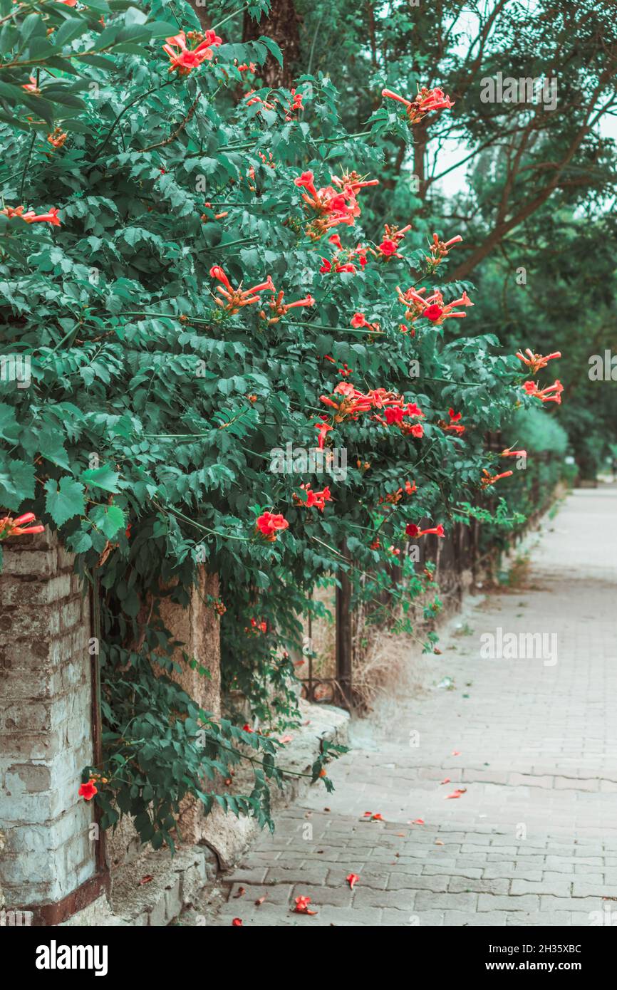 A path along the road where Kampsis bushes bloom Stock Photo - Alamy