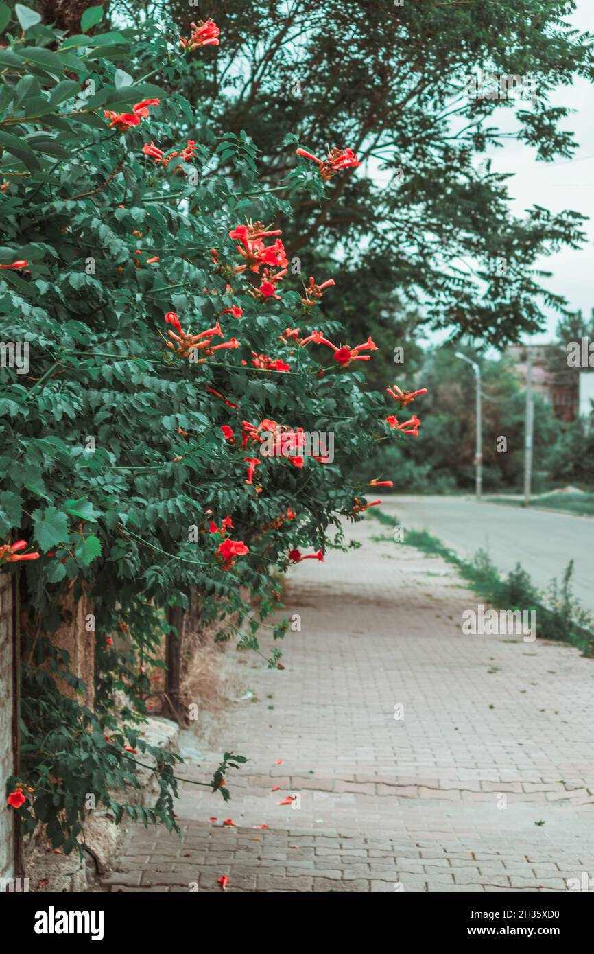 A path along the road where Kampsis bushes bloom Stock Photo - Alamy
