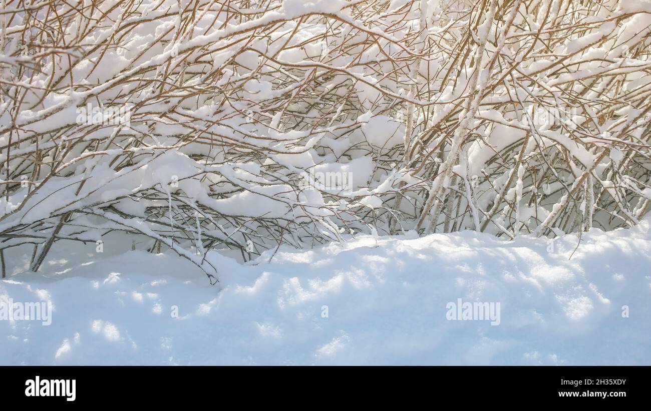 Natural winter background. Winter landscape with snow covered wood ...