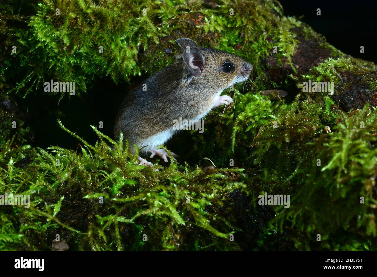wood mouse apodemus sylvaticus Stock Photo - Alamy
