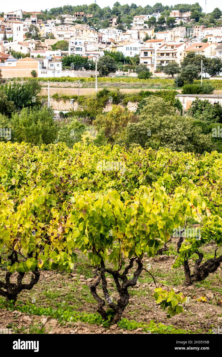 Cava vineyard spain hi-res stock photography and images - Alamy