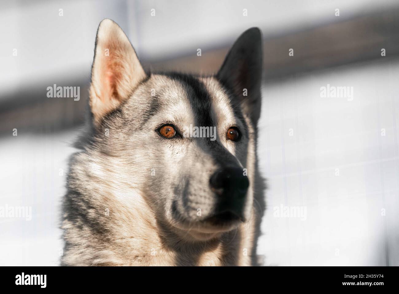 Siberian husky dog in cage. The dog is sitting, bored, waiting ...