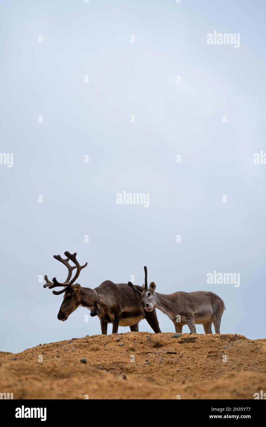 Baby reindeer hi-res stock photography and images - Alamy