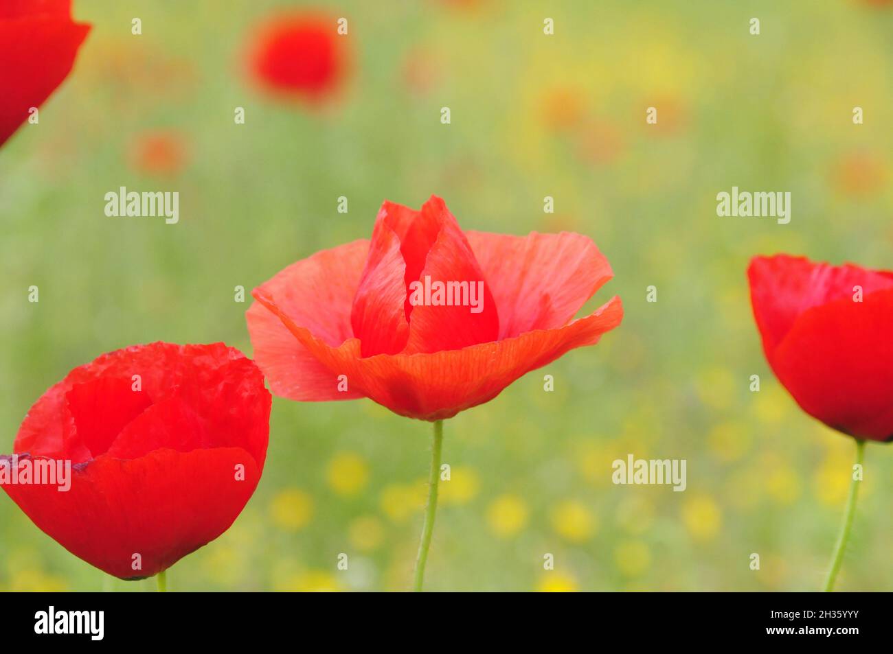 Mind popping hi-res stock photography and images - Alamy